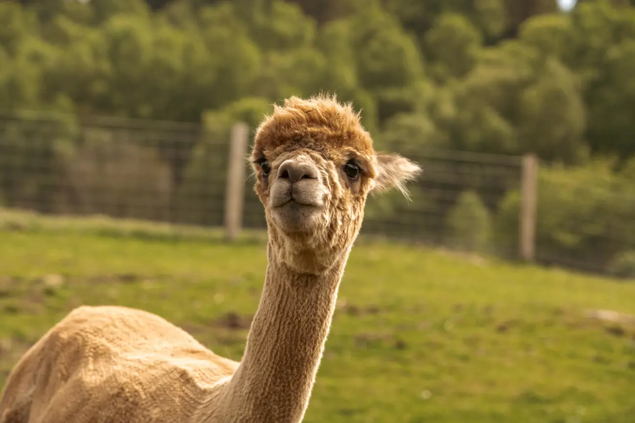 Alpaca FAQ's | Alpaca Trekking in Perthshire